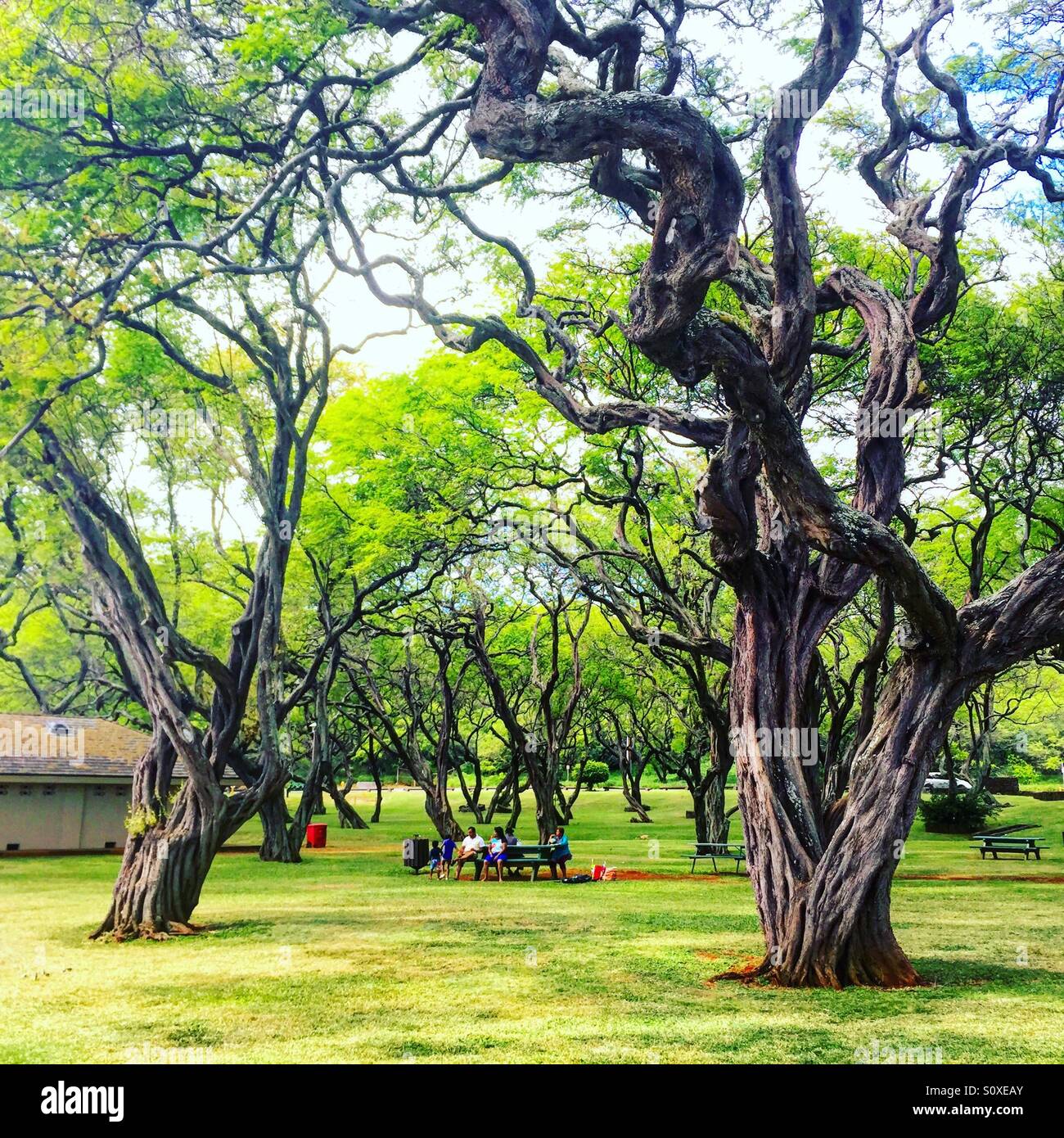 Family picnic under trees hi-res stock photography and images - Alamy