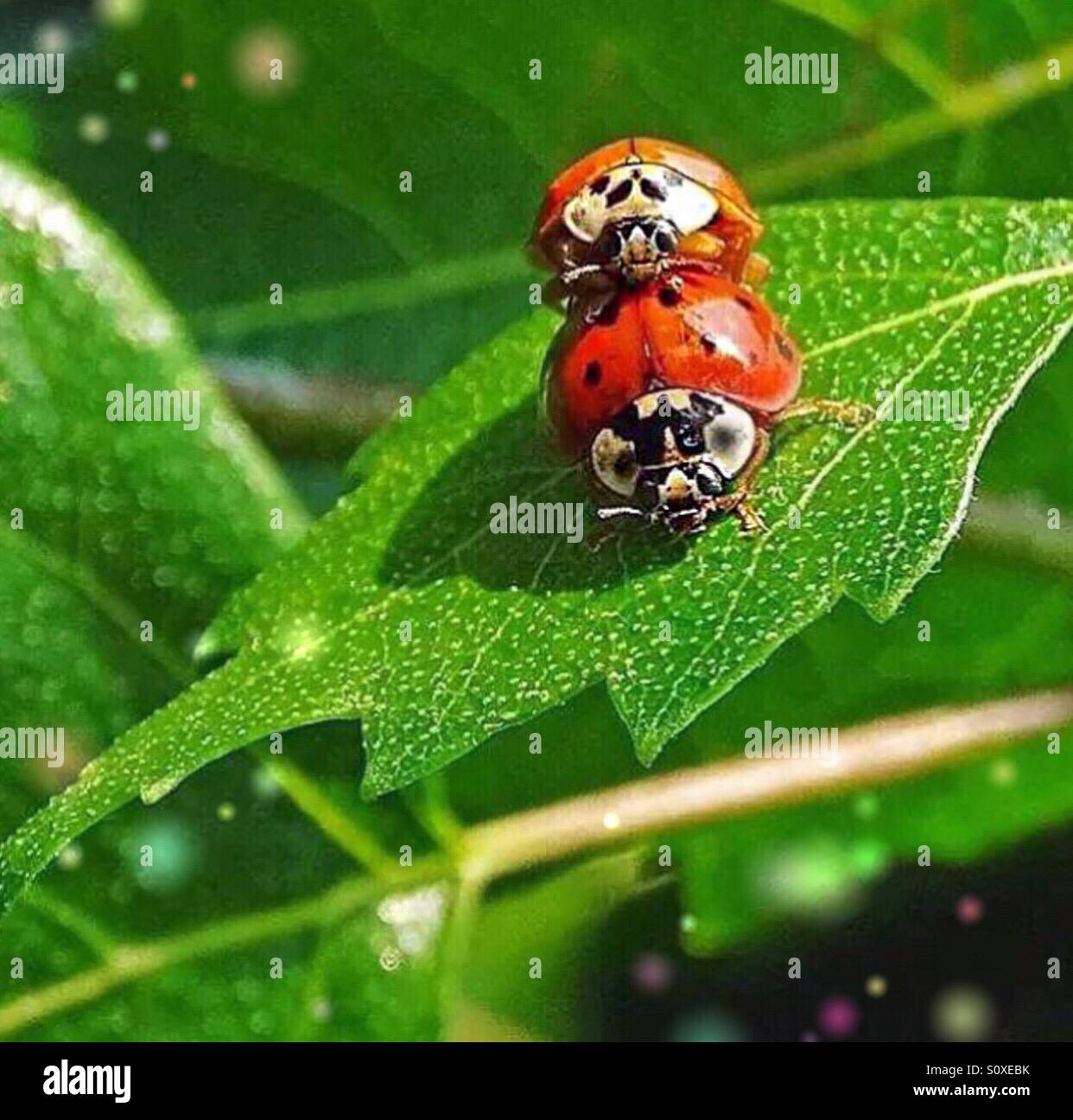 ...two very happy bugs and more Stock Photo - Alamy