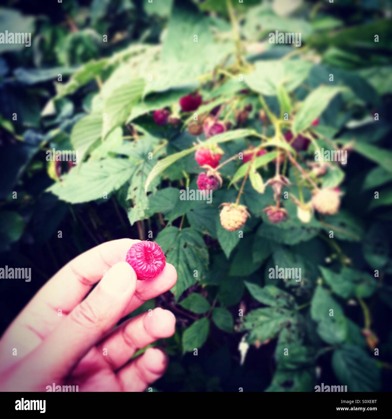 Picking raspberries at the fruit farm Stock Photo - Alamy