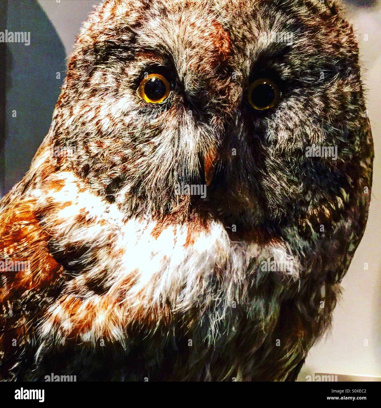 Old Owl Stock Photos & Old Owl Stock Images - Alamy