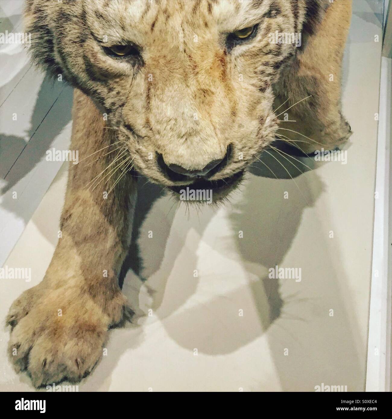 Baby tiger hi-res stock photography and images - Alamy