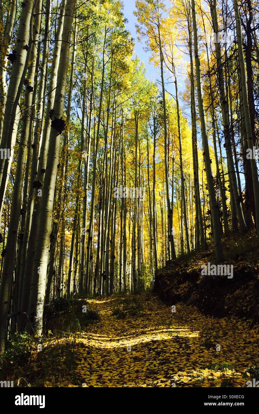 Aspen trees path aspen hi-res stock photography and images - Alamy