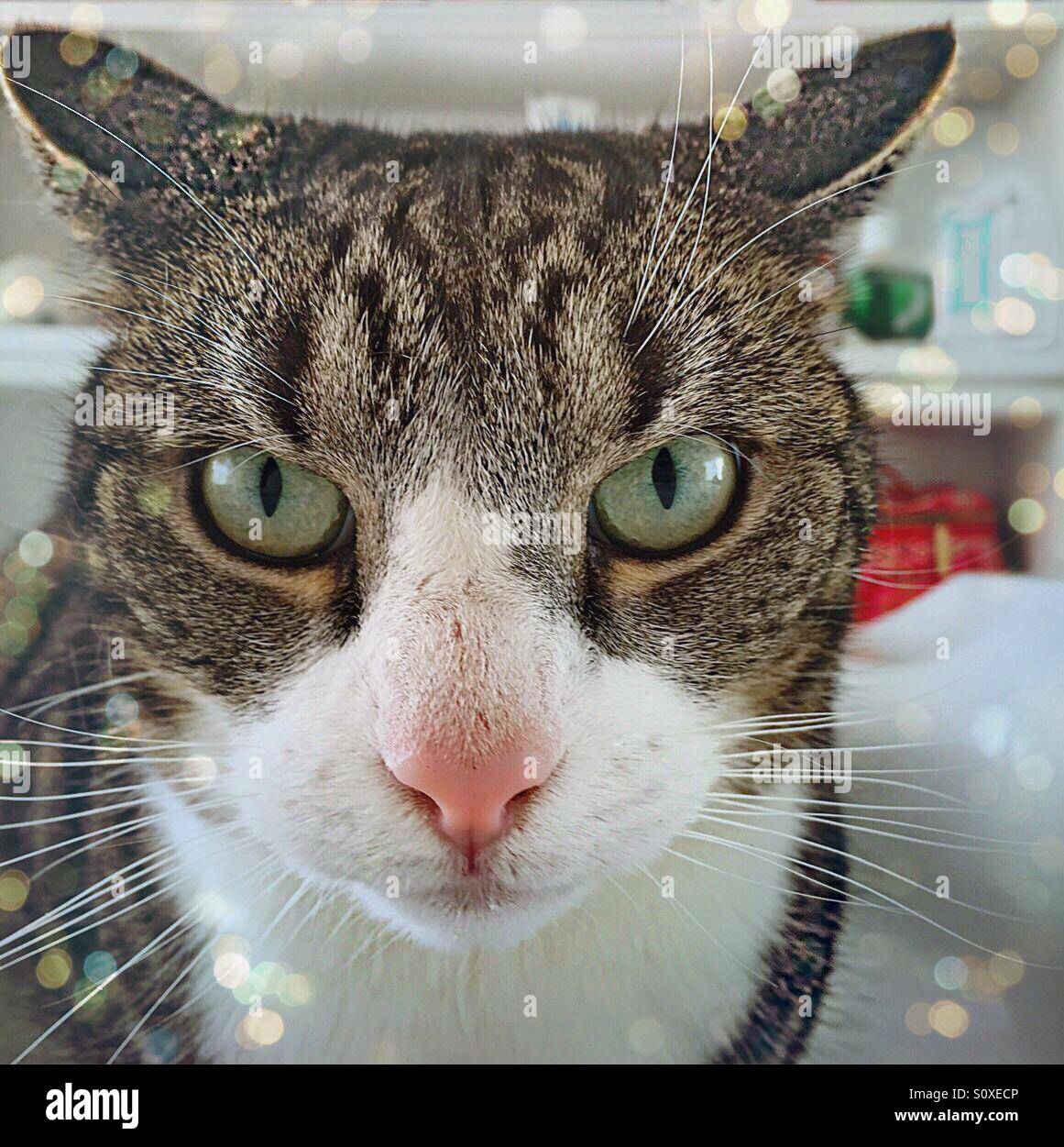 ..I am NO owl ...!! Stock Photo - Alamy
