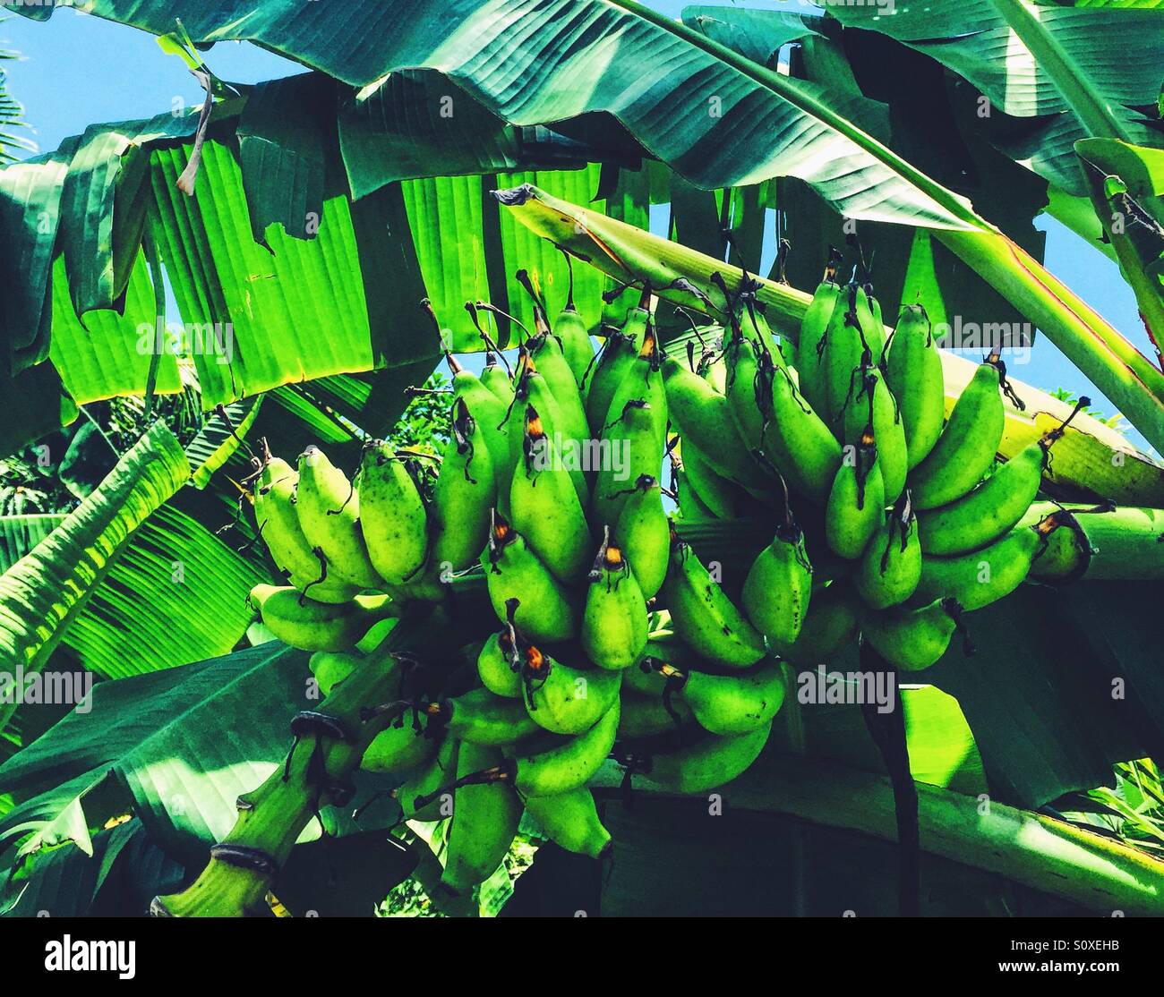 Small banana tree hi-res stock photography and images - Alamy
