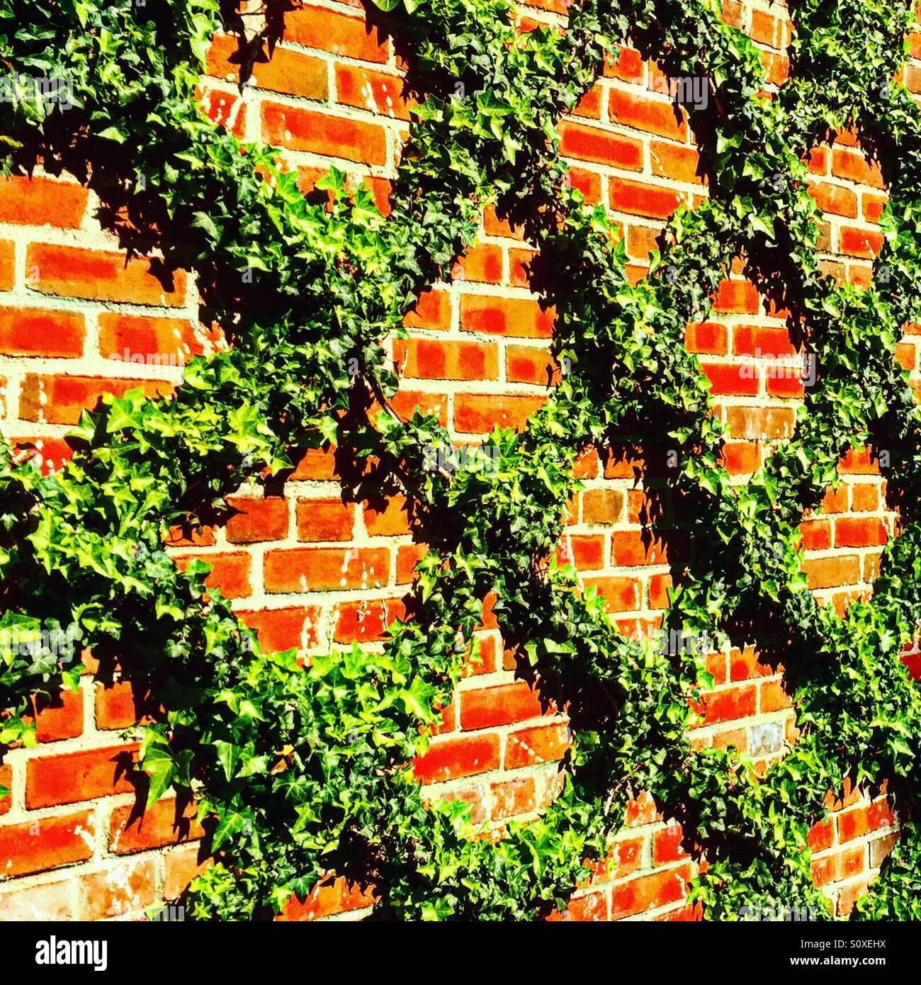 Brick wall vine hi-res stock photography and images - Alamy