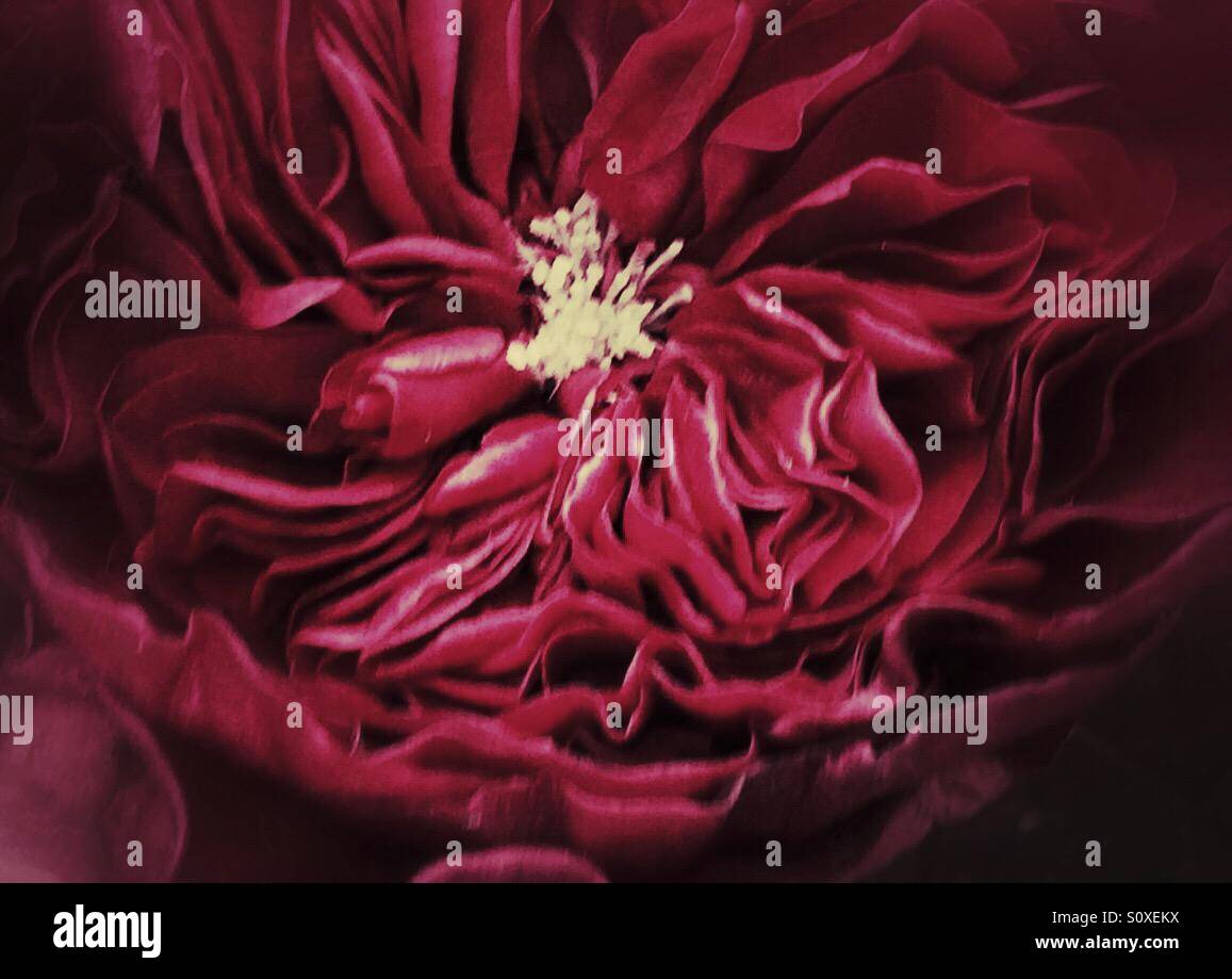 Dark red old- fashioned rose Stock Photo - Alamy