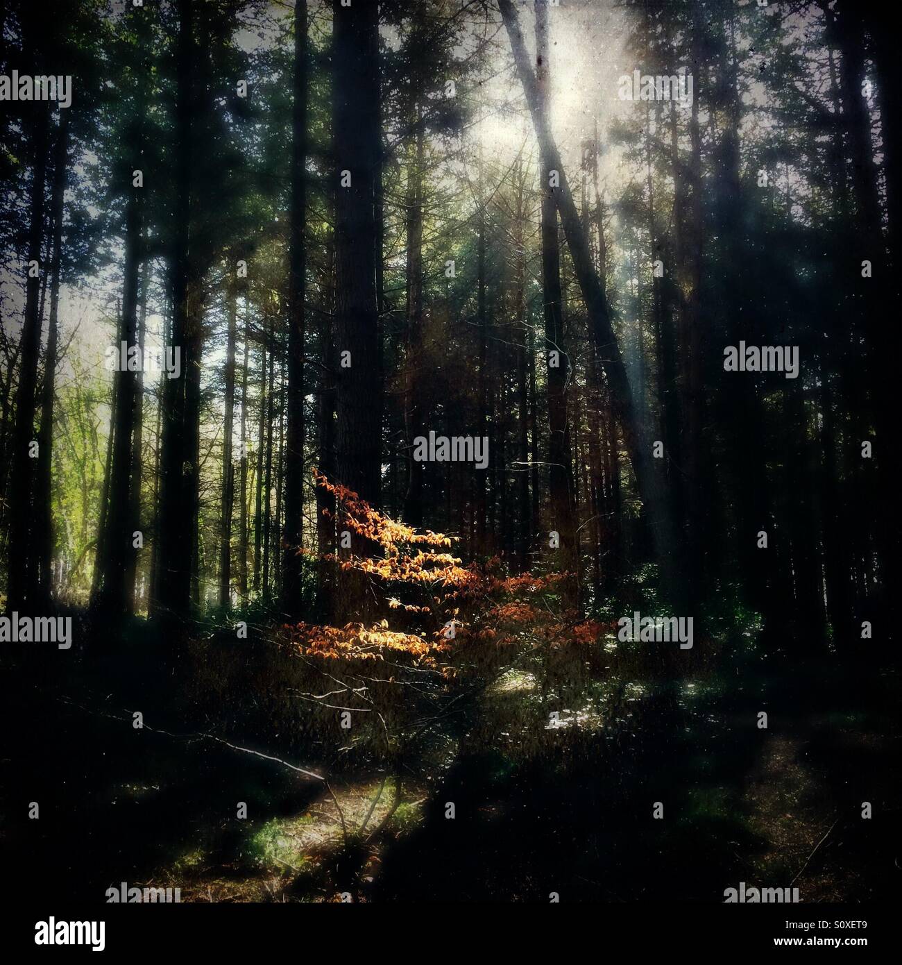 Patches of light Stock Photo - Alamy