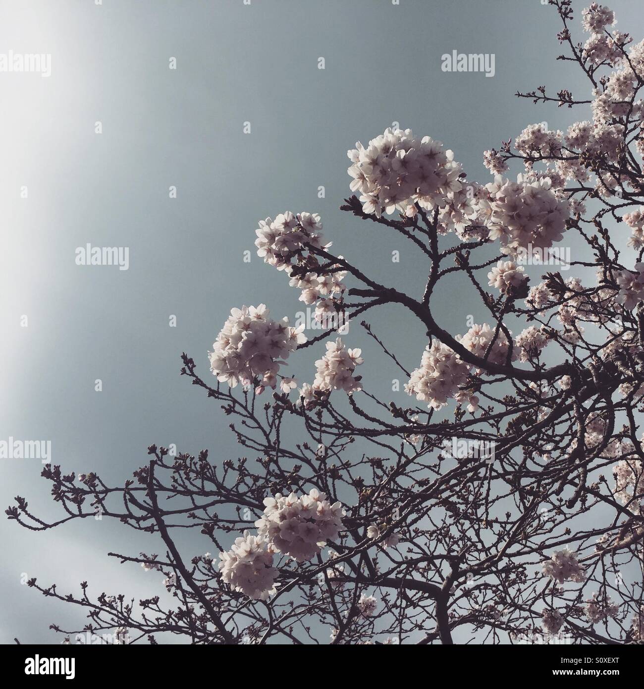 Irish cherry blossom hi-res stock photography and images - Alamy