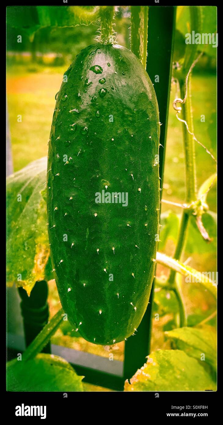 Fresh cucumber growing in the garden Stock Photo - Alamy