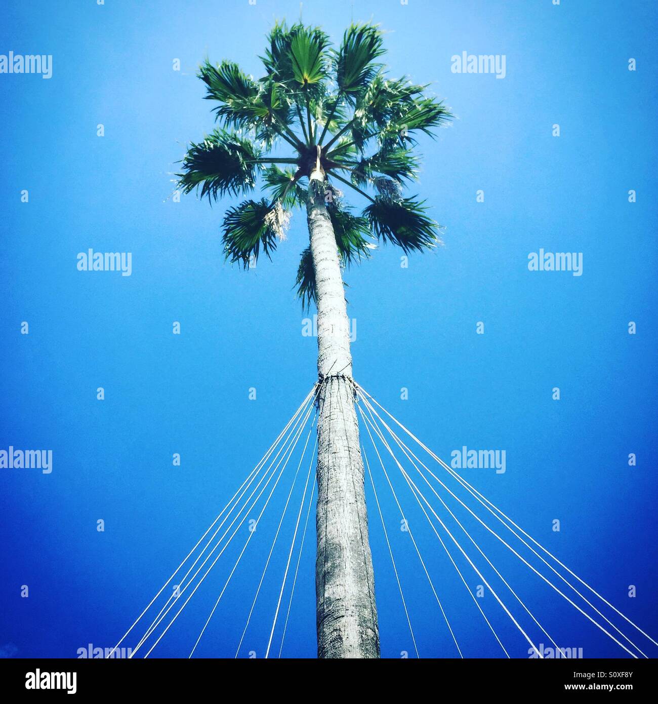 Palm strings hi-res stock photography and images - Alamy
