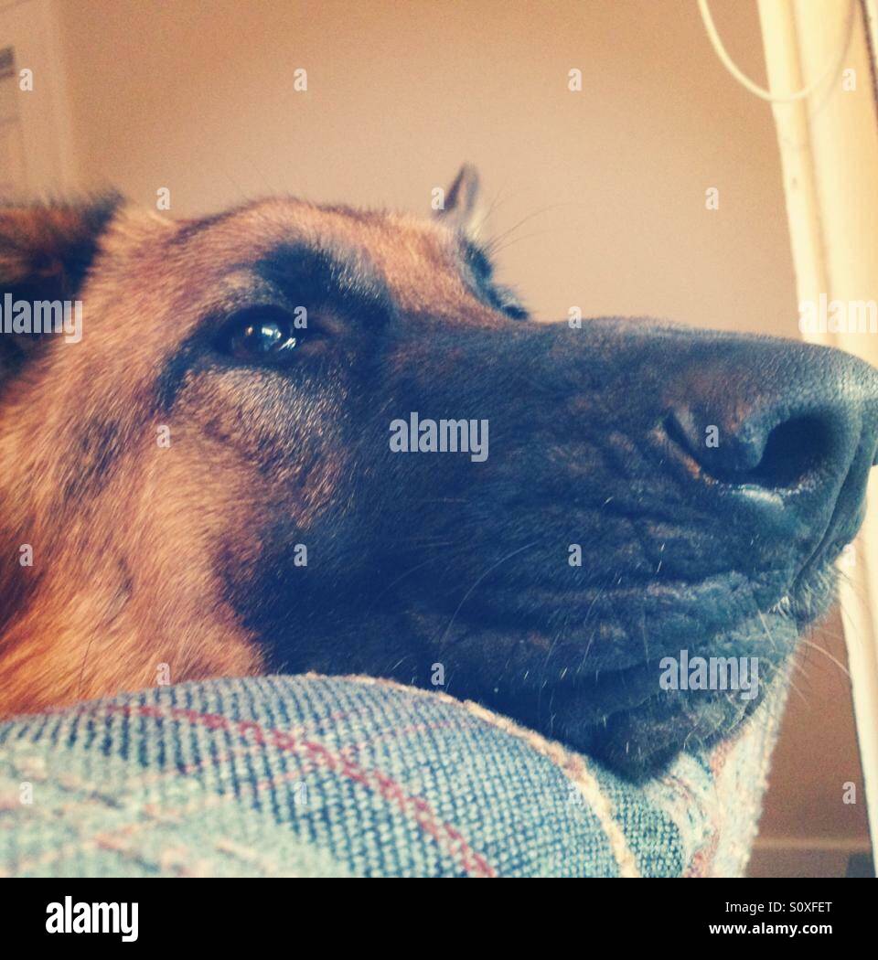 Waiting for master owner hi-res stock photography and images - Alamy