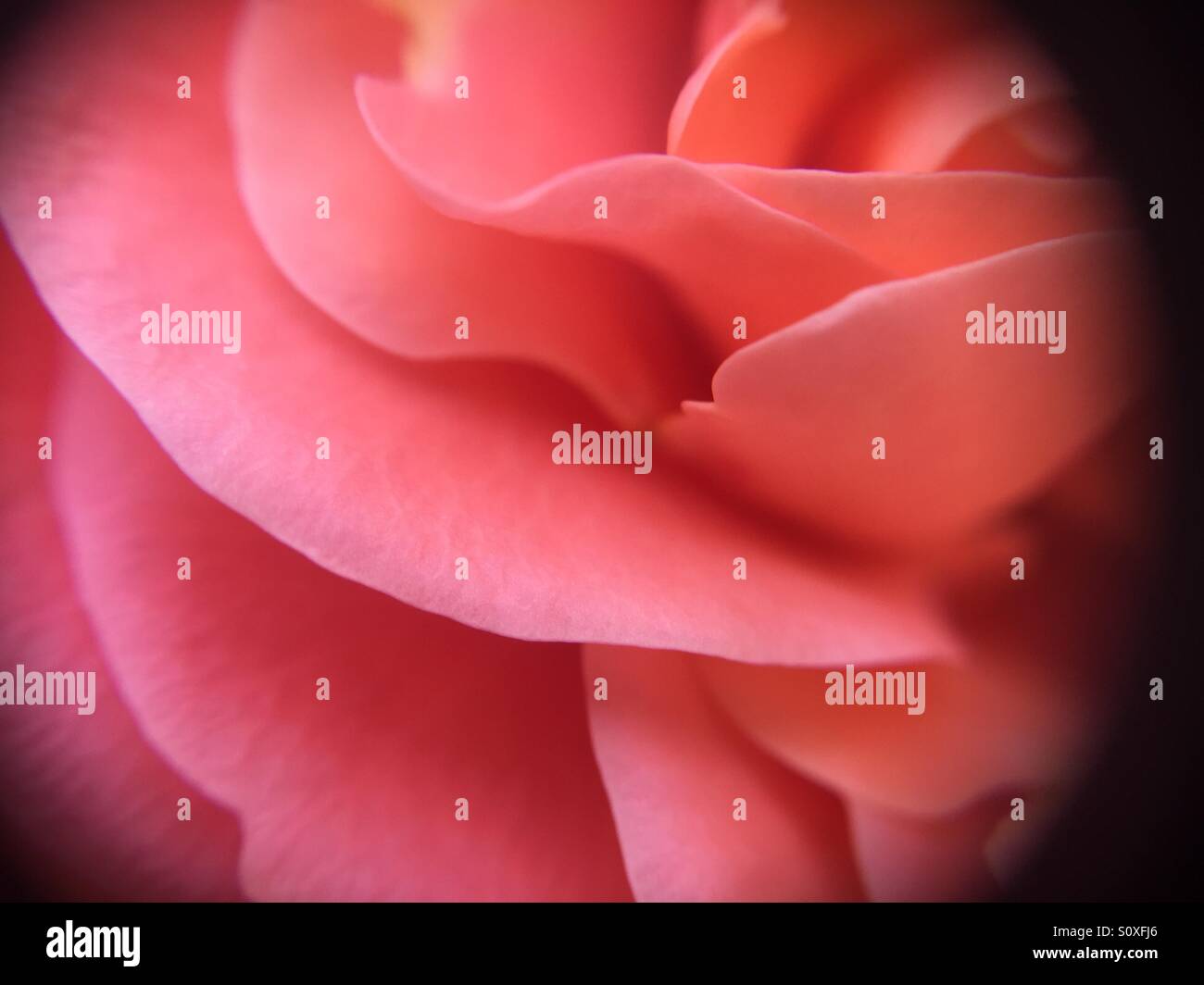 Rose and rose petals hi-res stock photography and images - Alamy