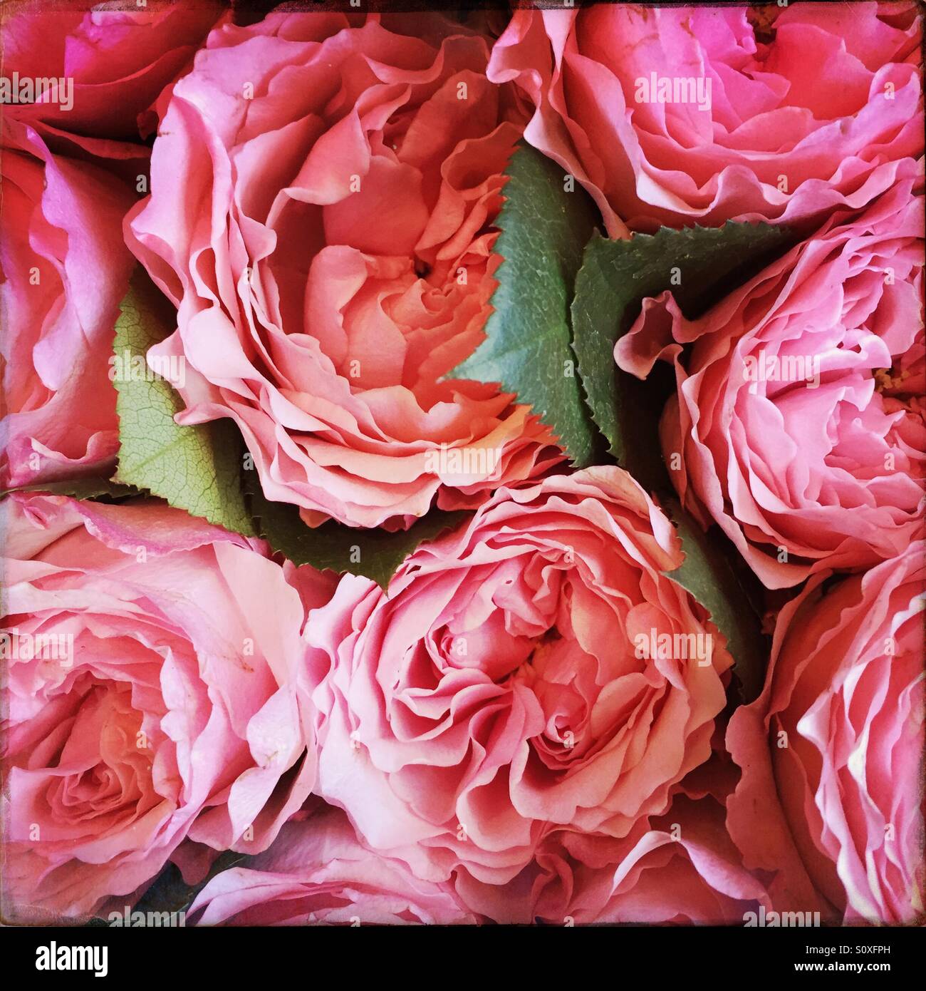 Pink garden roses hi-res stock photography and images - Alamy