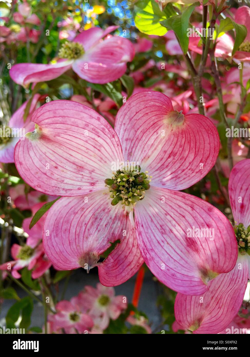 Pink dogwood hi-res stock photography and images - Alamy