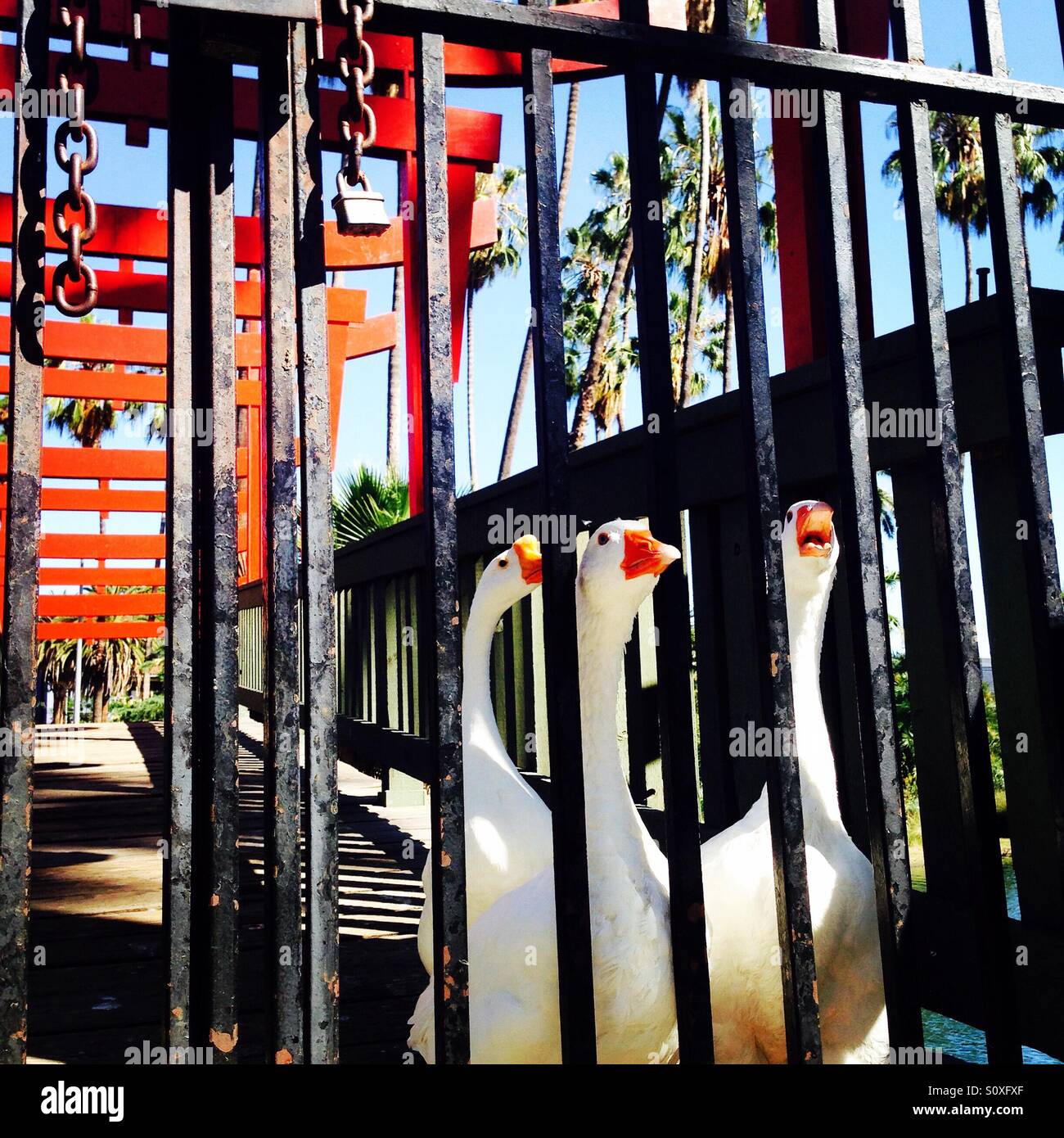 Happy Geese High Resolution Stock Photography and Images - Alamy