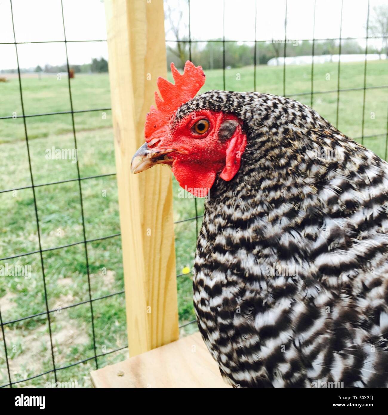 Barred rock chickens hi-res stock photography and images - Alamy