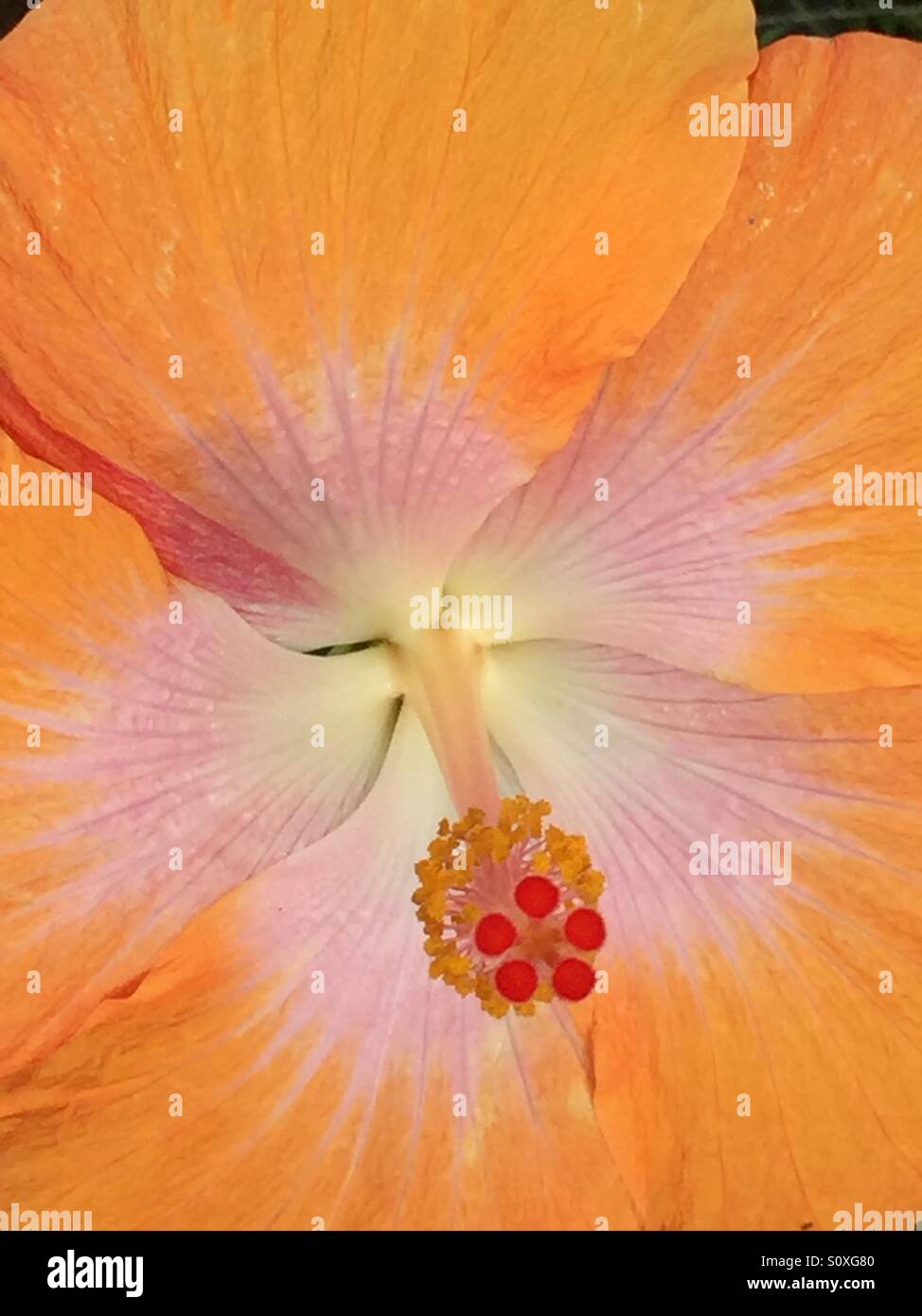 Peach hibiscus hi-res stock photography and images - Alamy