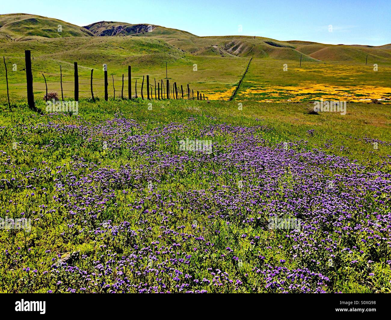 Goldfields flowers hi-res stock photography and images - Alamy