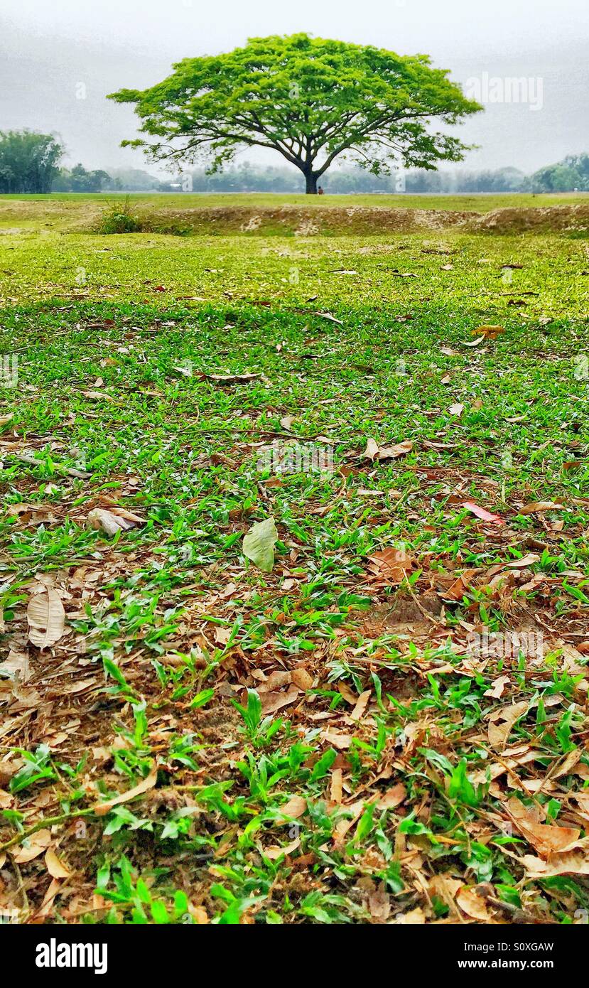 Distant tree hi-res stock photography and images - Alamy