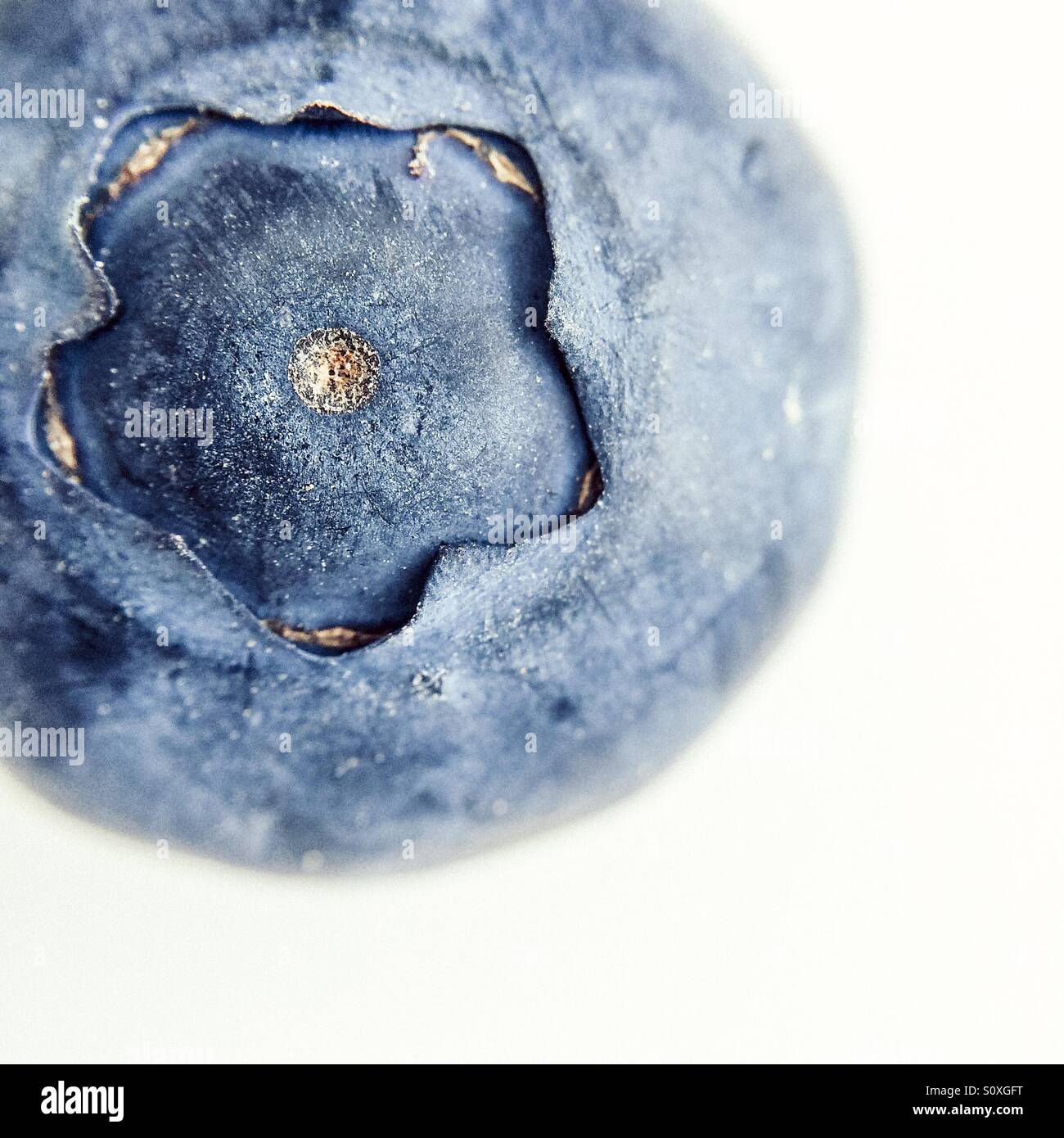 Close up of Blueberry Stock Photo - Alamy