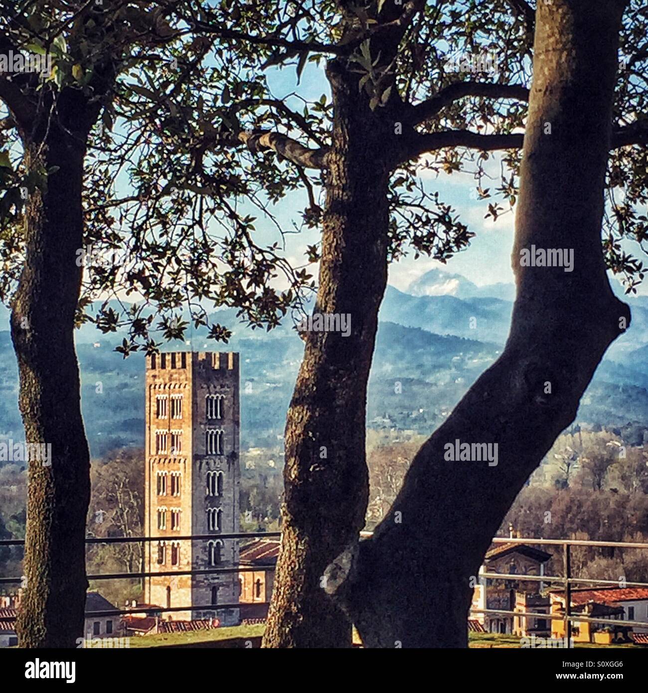 Medieval tower seen through trees, Lucca, Tuscany, Italy Stock Photo ...