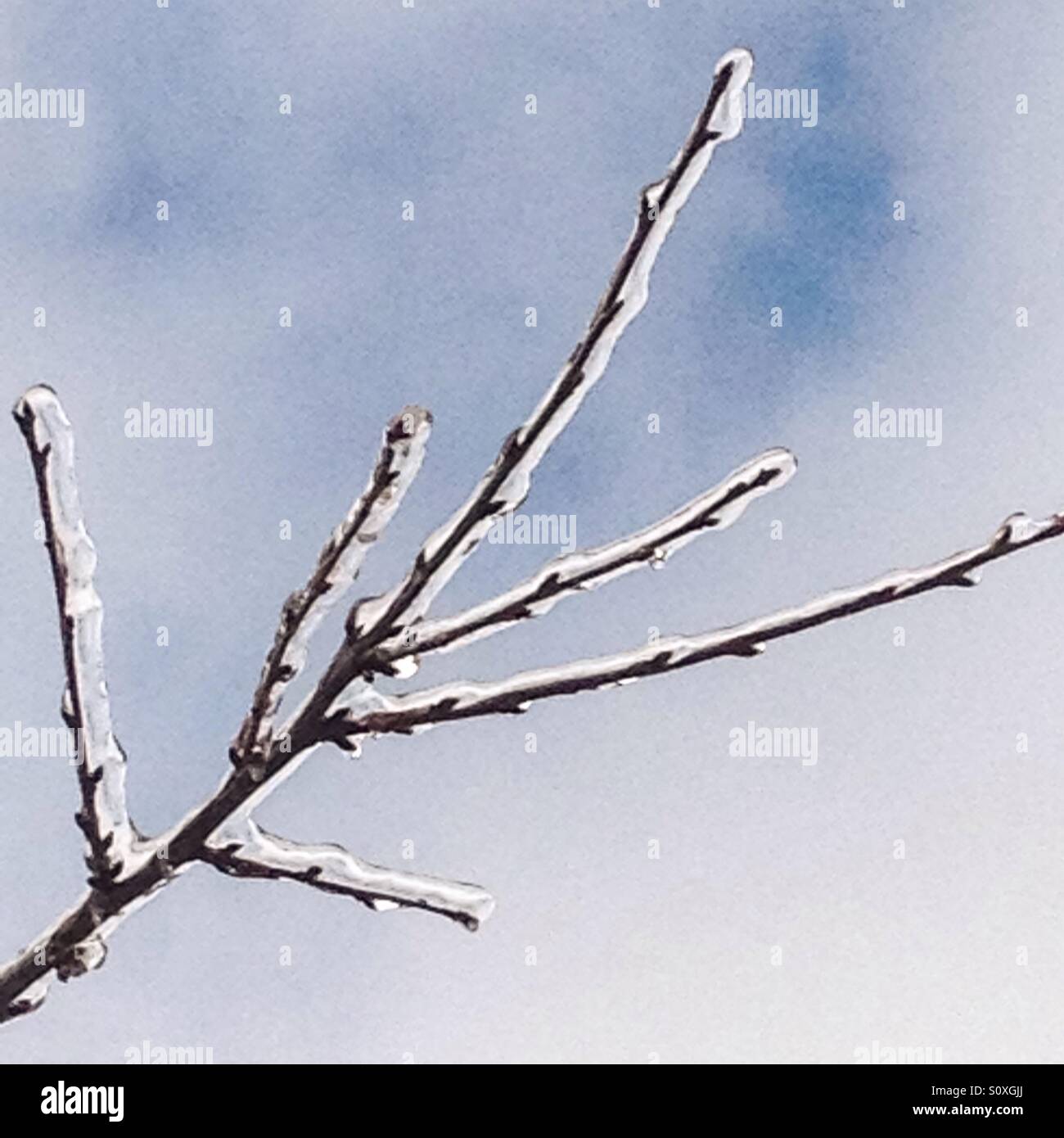 Branch covered in ice after an ice storm Stock Photo - Alamy