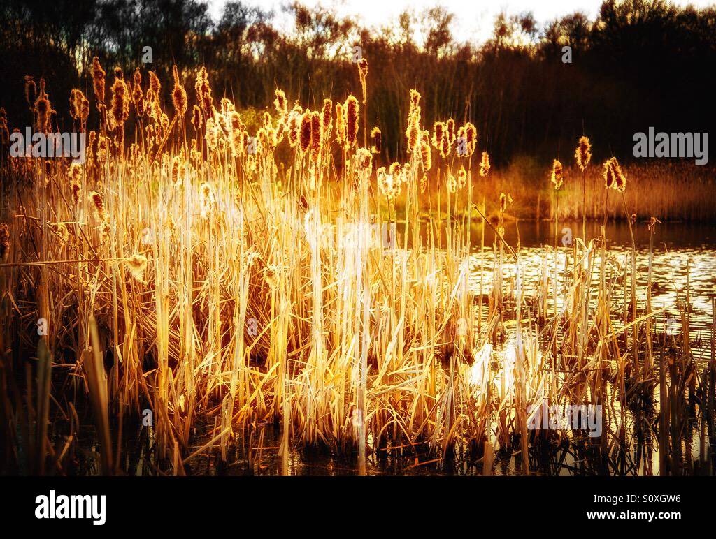 Bull rush hi-res stock photography and images - Alamy