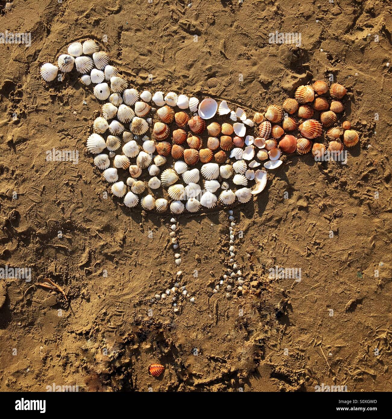 Beach made of shells hi-res stock photography and images - Alamy