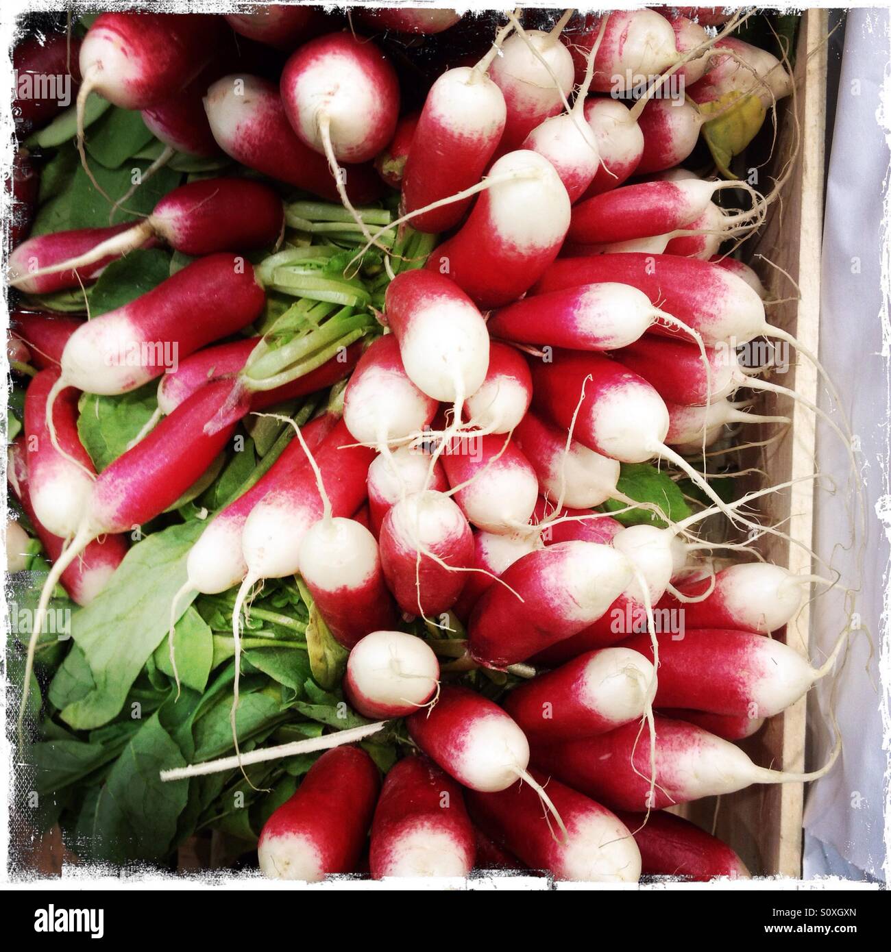 Bunch of radishes Stock Photo - Alamy