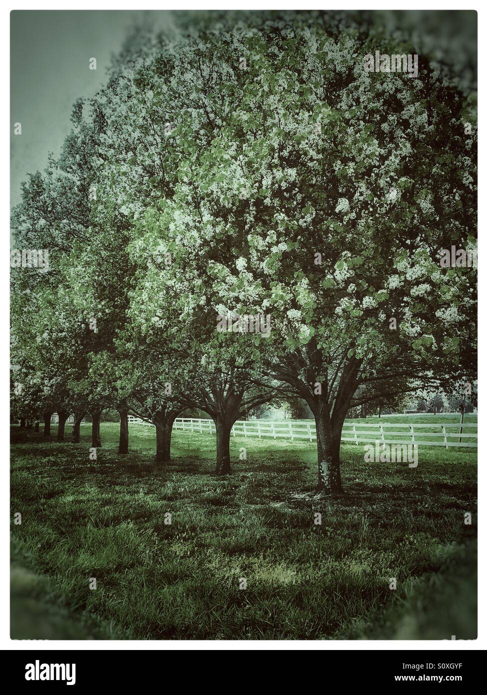 Tree lined meadow Stock Photo - Alamy