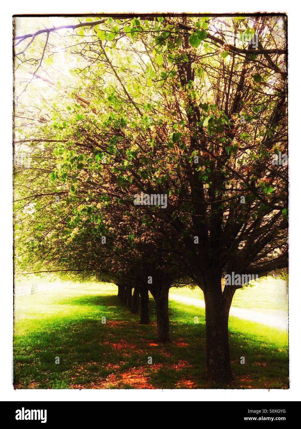 Trees in a row Stock Photo - Alamy