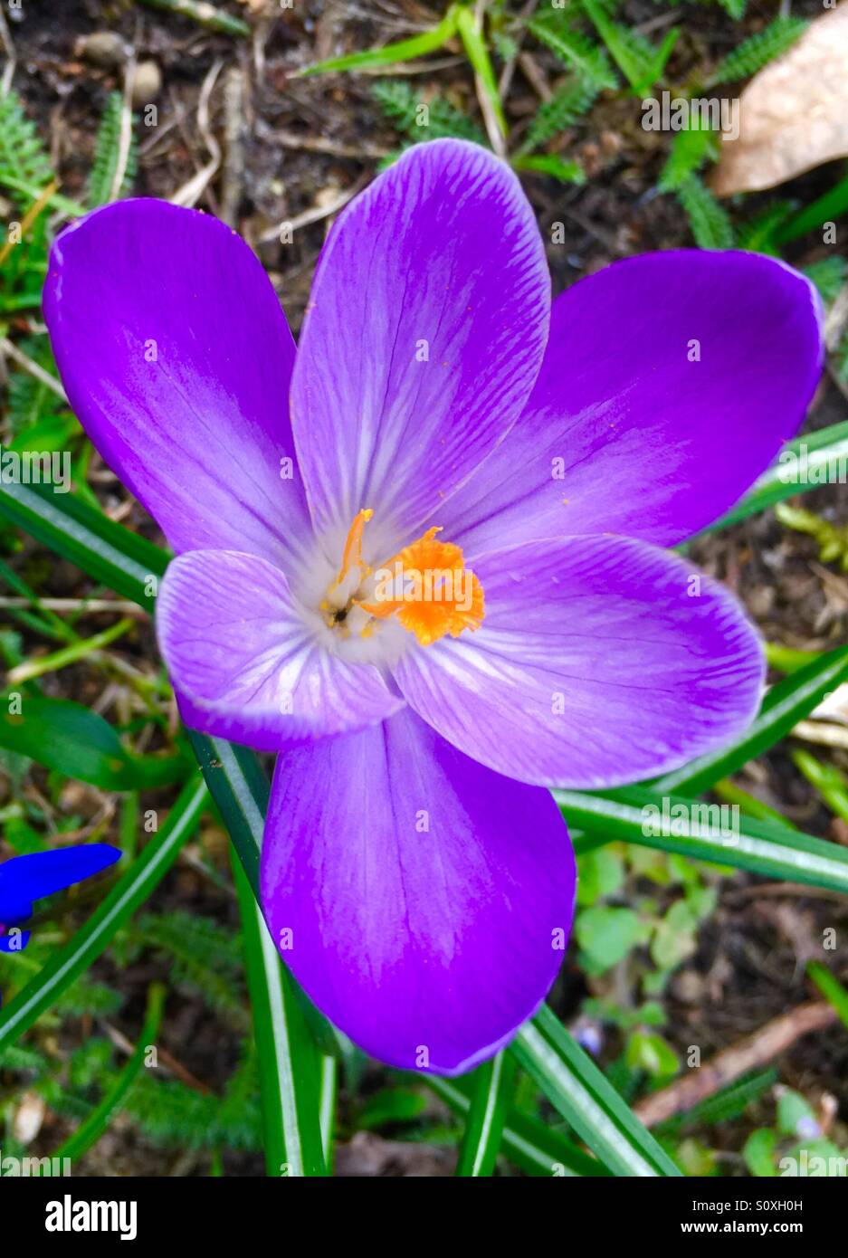 Safran krokus hi-res stock photography and images - Alamy