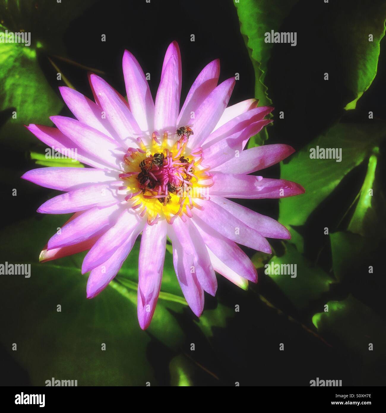 Lily with insect hi-res stock photography and images - Alamy