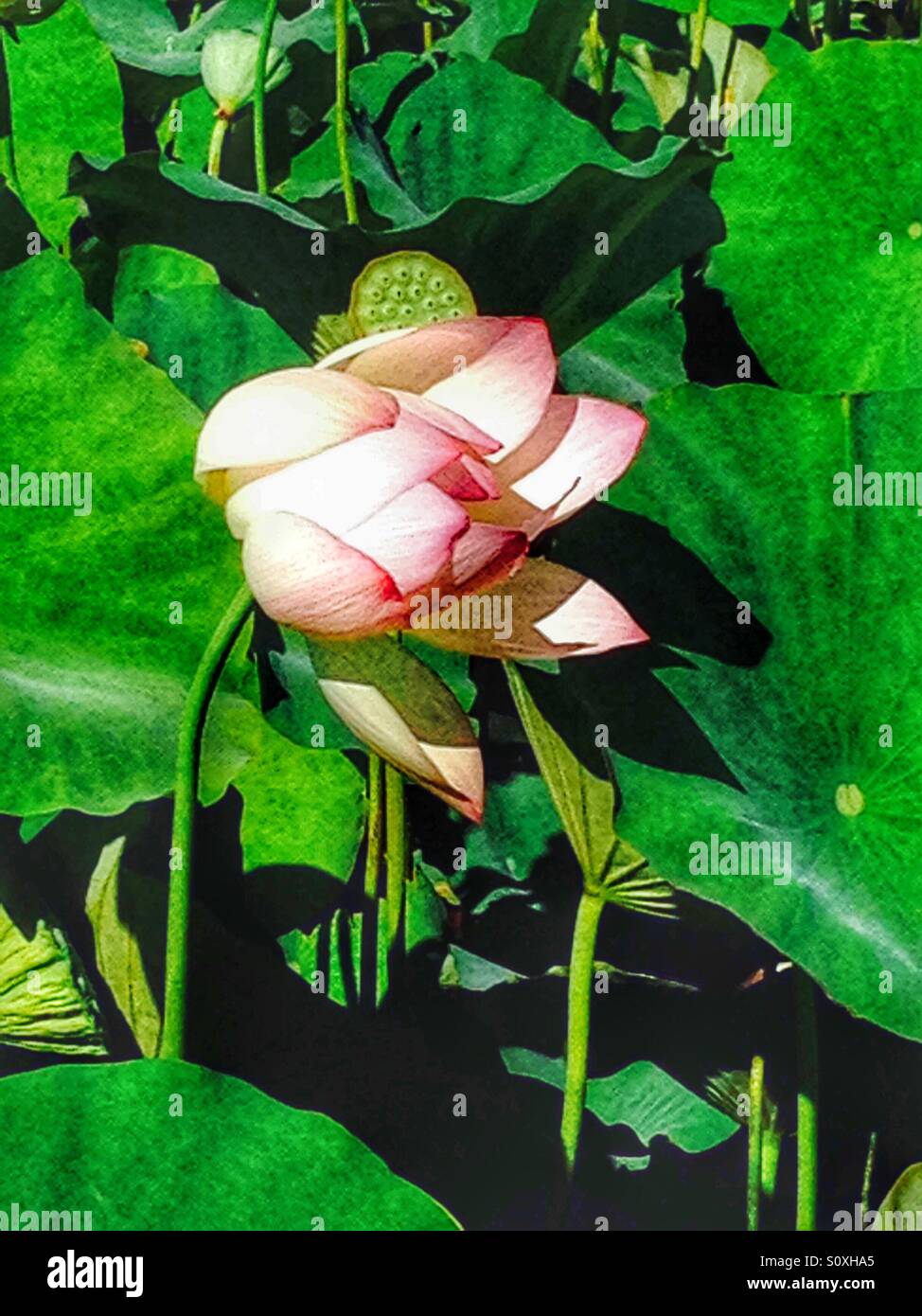 Lotus in Bloom Stock Photo - Alamy