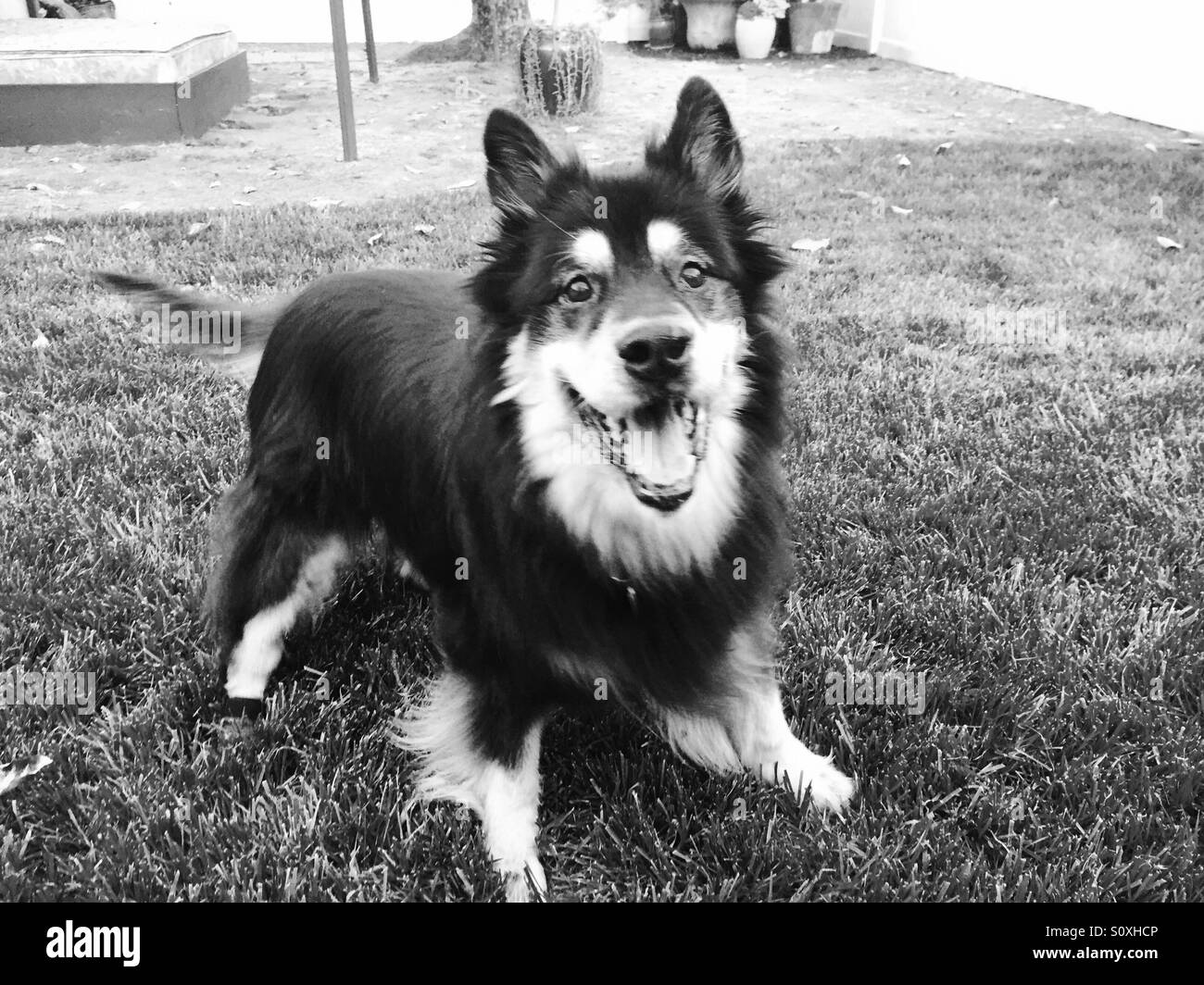 Happy border collie hi-res stock photography and images - Alamy