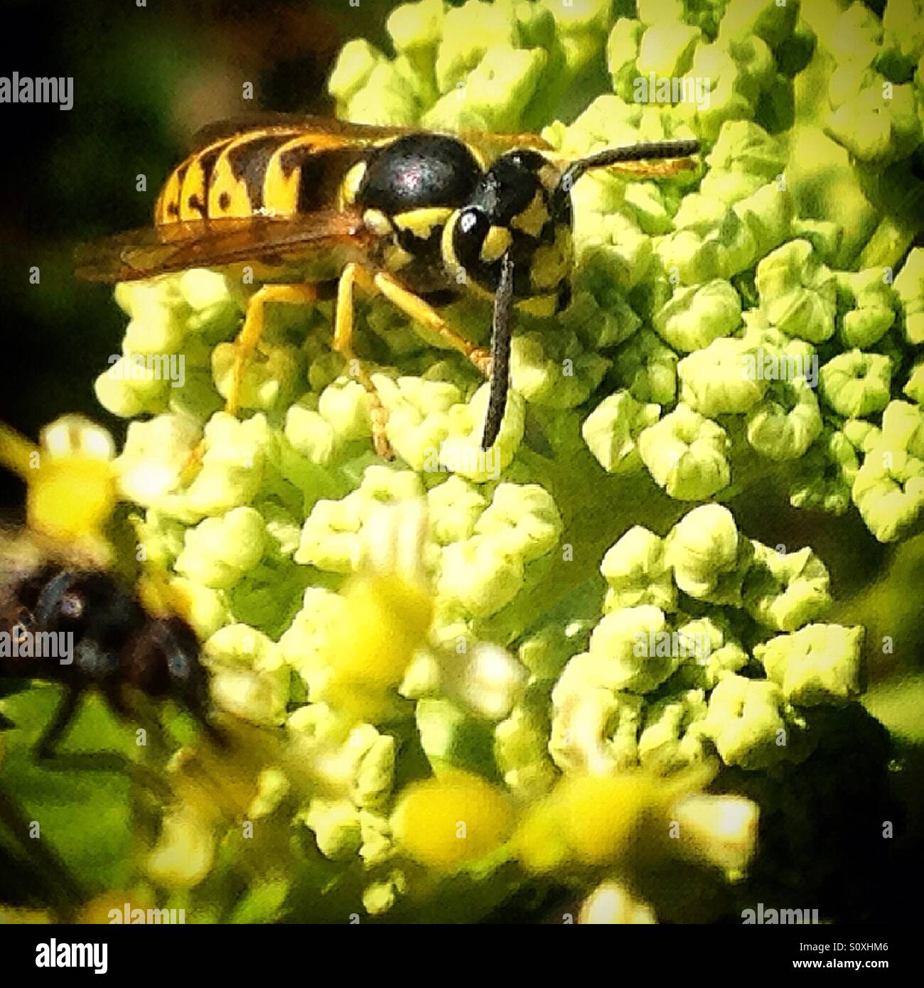 A wasp pollinates in a yellow flower in Algodonales, Sierra de Cadiz ...