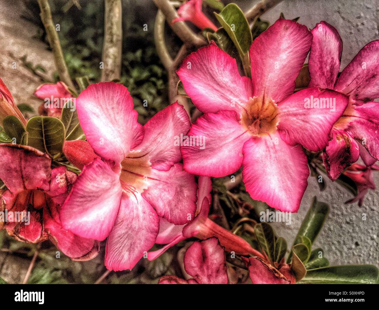 Pink flowers plant hi-res stock photography and images - Alamy