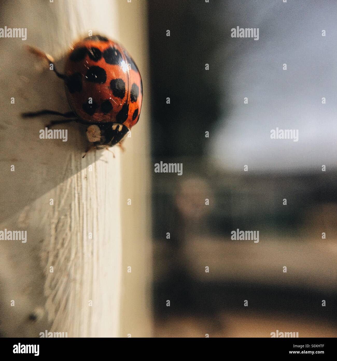 Red ladybird black spots hi-res stock photography and images - Alamy