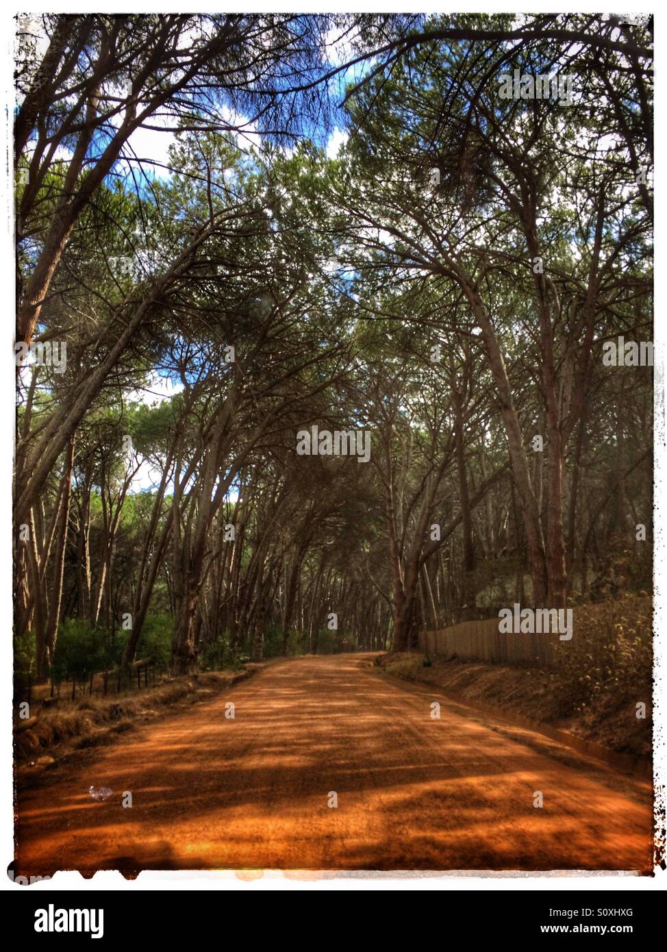 Tree-lined dirt road Stock Photo - Alamy