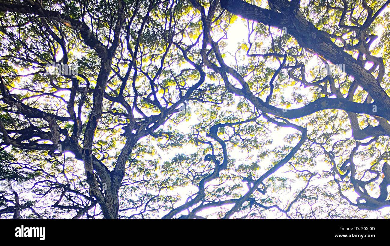 Trees with twisted branches hi-res stock photography and images - Alamy