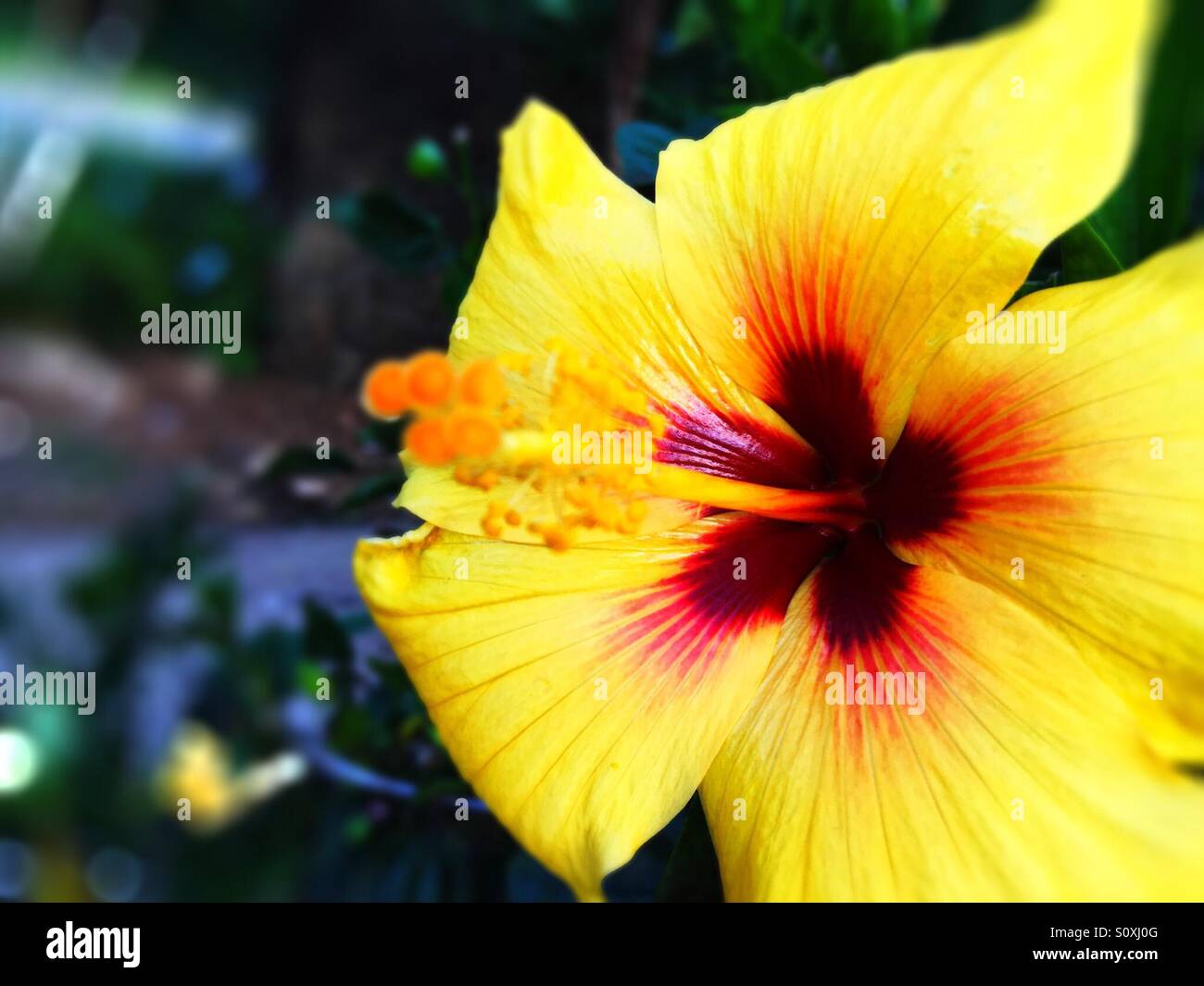 Yellow Hibiscus Flower Hawaii Stock Photos & Yellow Hibiscus Flower ...