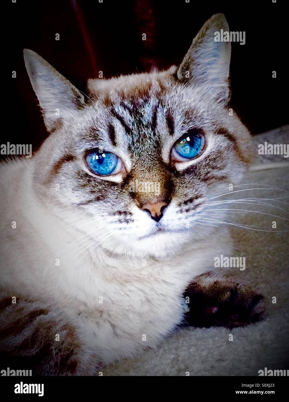 Tabby cat with intense blue eyes laying on the rug Stock Photo - Alamy