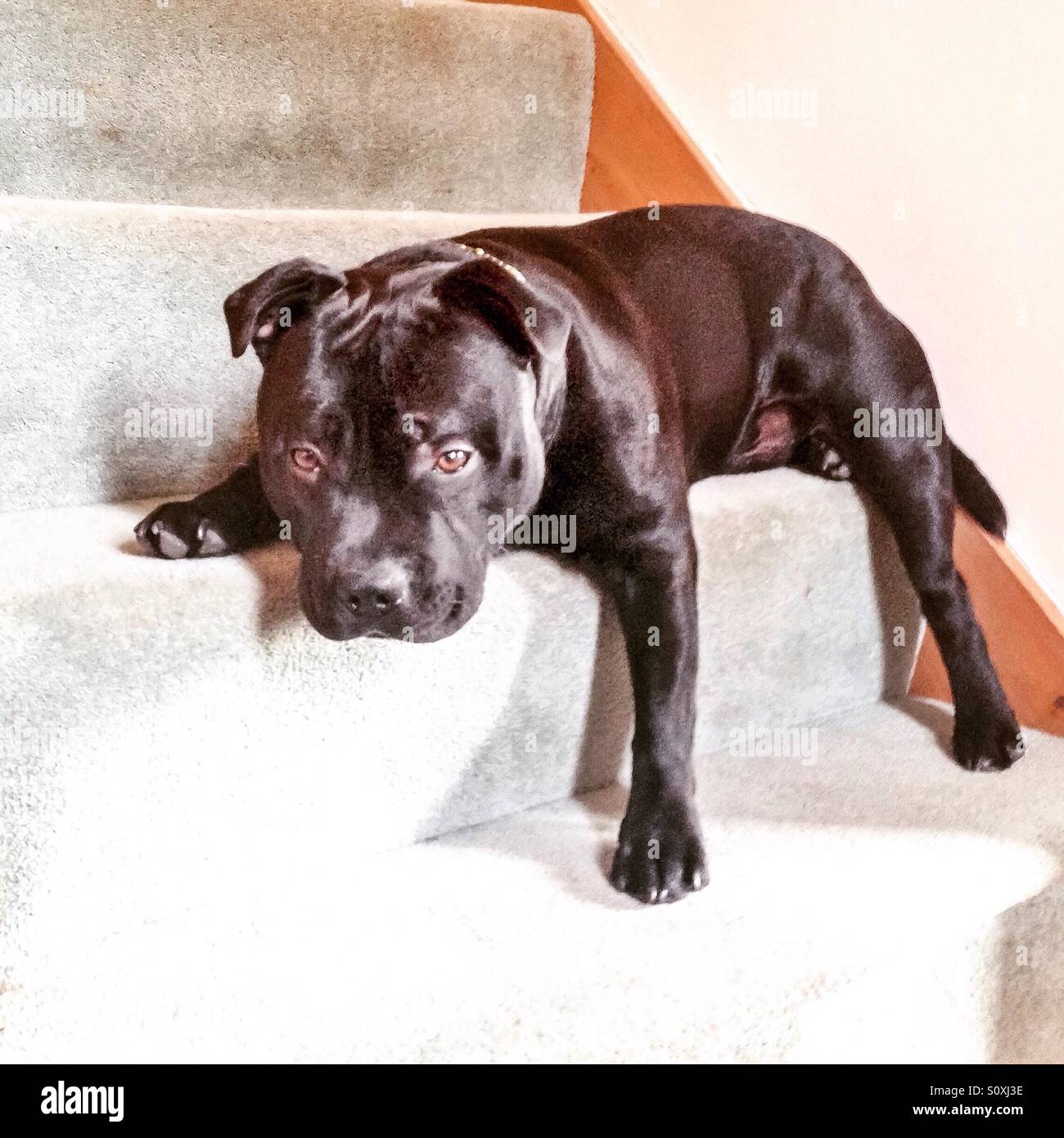 Staffordshire Bull Terrier lying down on a staircase, hanging his legs ...