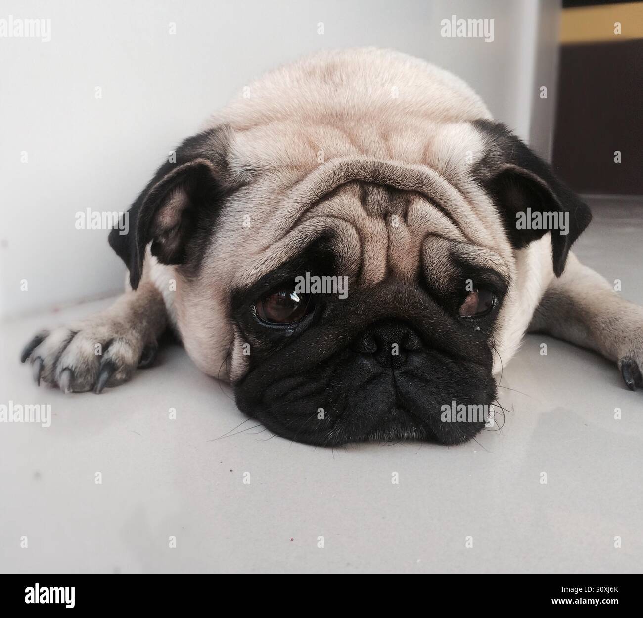 Sad pug hi-res stock photography and images - Alamy