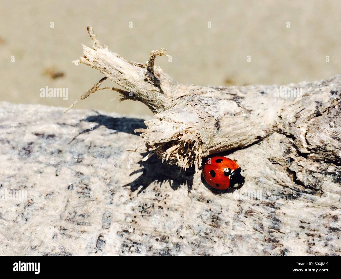 Ladybug at the BEACH!!! Stock Photo - Alamy