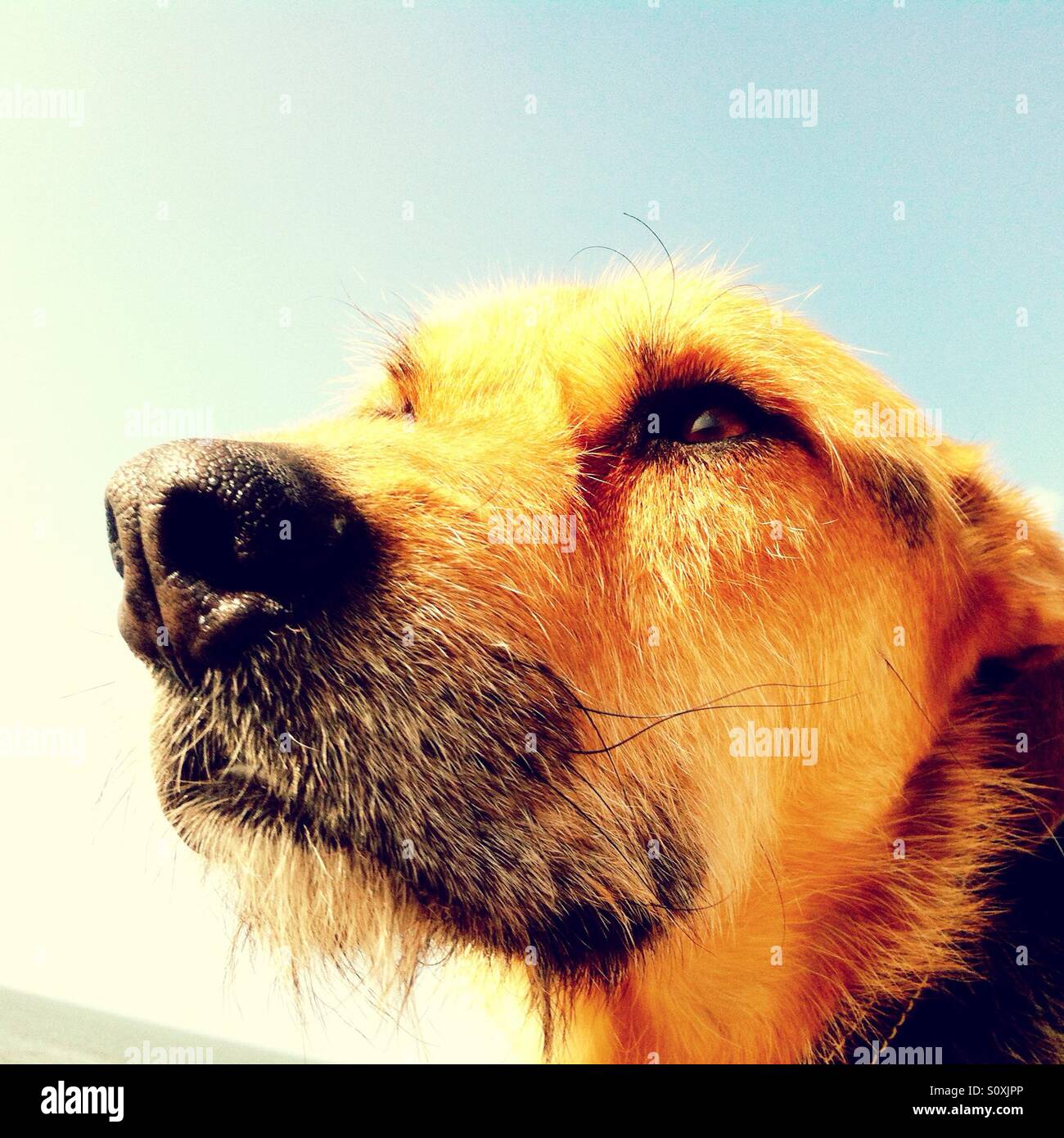 Basking in the sun face hi-res stock photography and images - Alamy