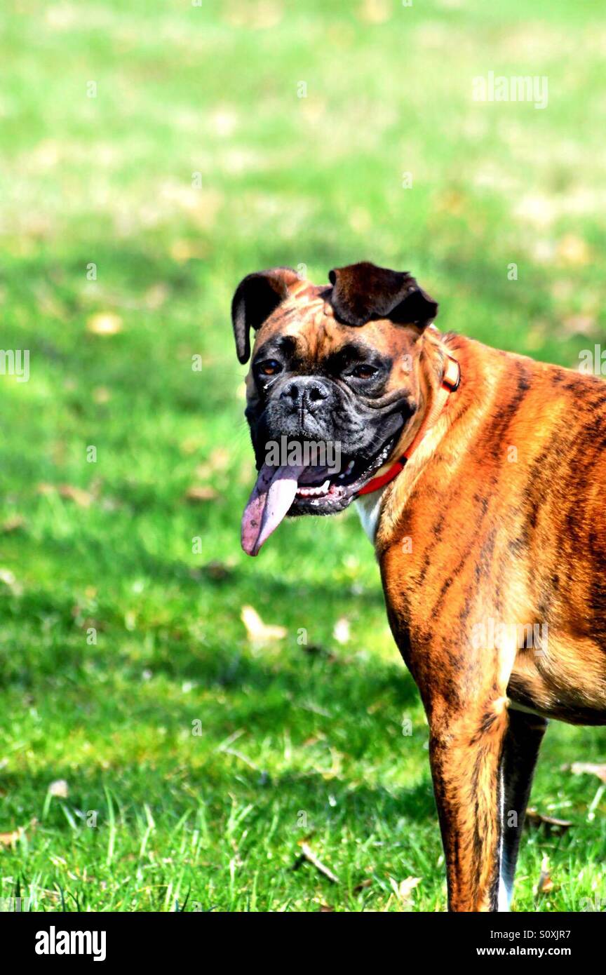 Worn Out Dog High Resolution Stock Photography and Images - Alamy