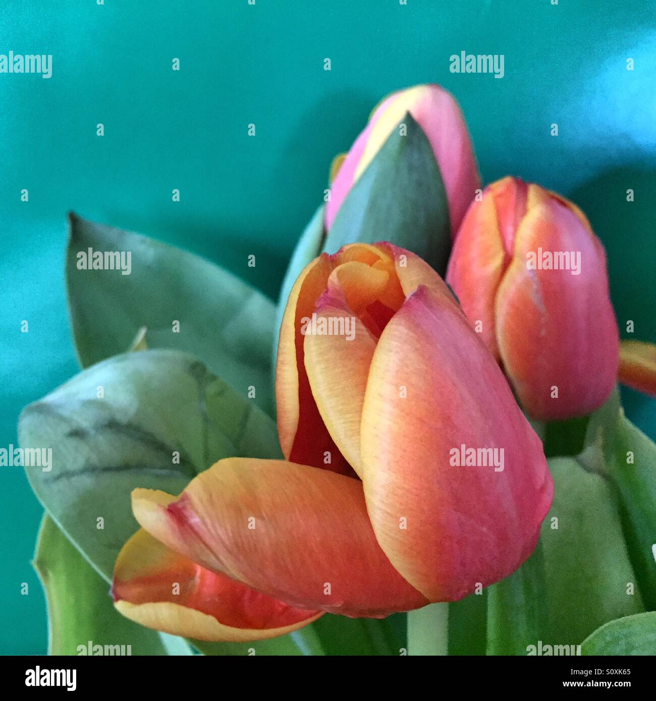 Peach bouquet hi-res stock photography and images - Alamy