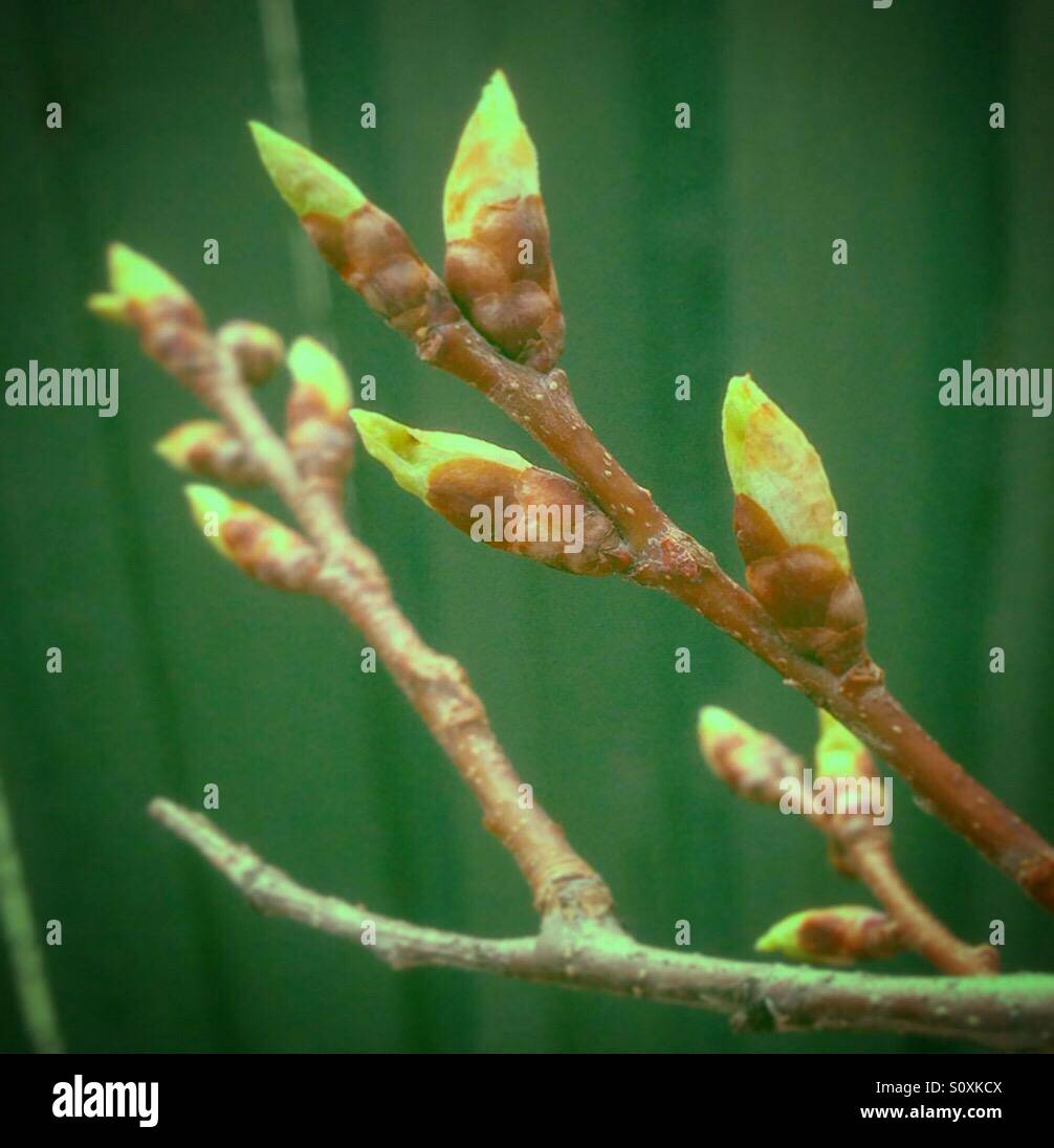 Signs of Spring Stock Photo - Alamy