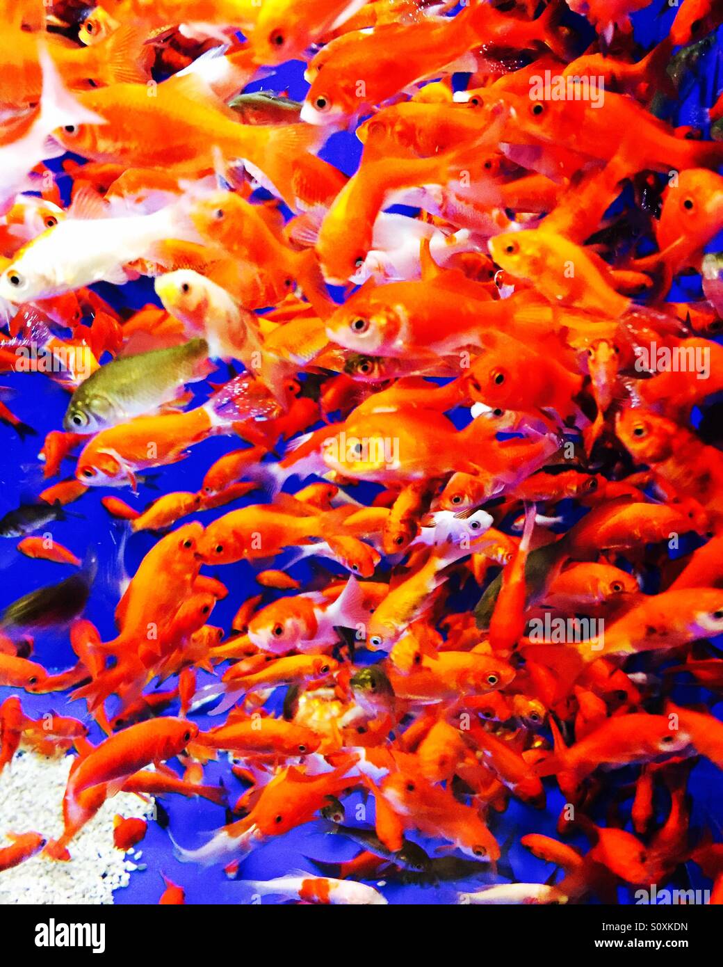 Color frenzy hi-res stock photography and images - Alamy